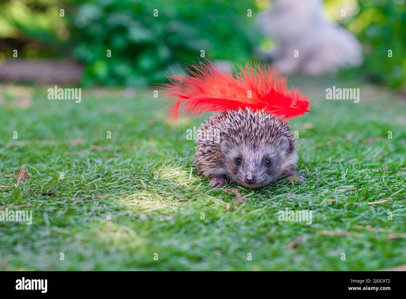 the hedgehog with a red feather on his back Stock Photo - Alamy