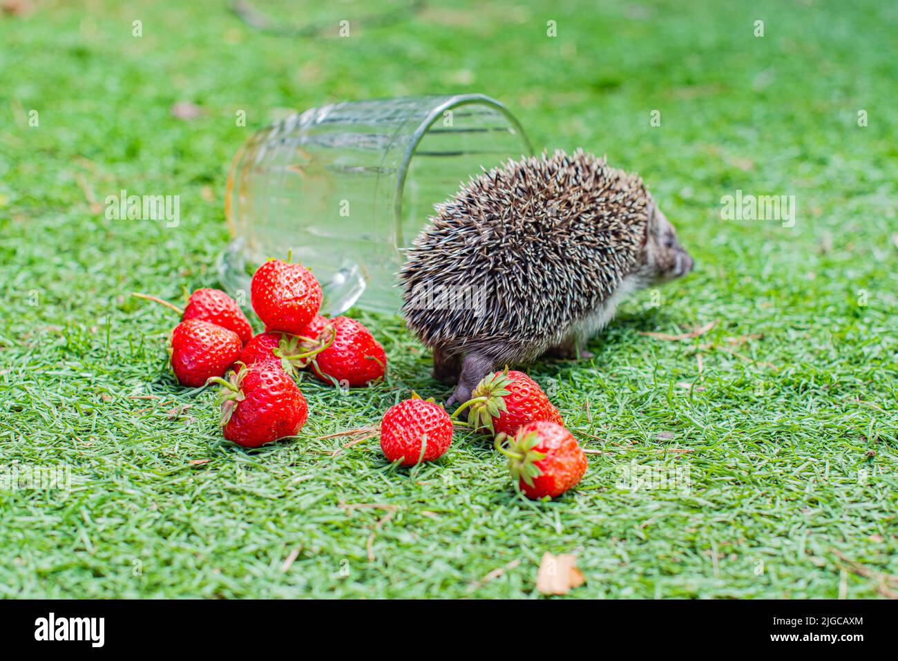 big hedgehog in a clearing with red strawberries Stock Photo - Alamy