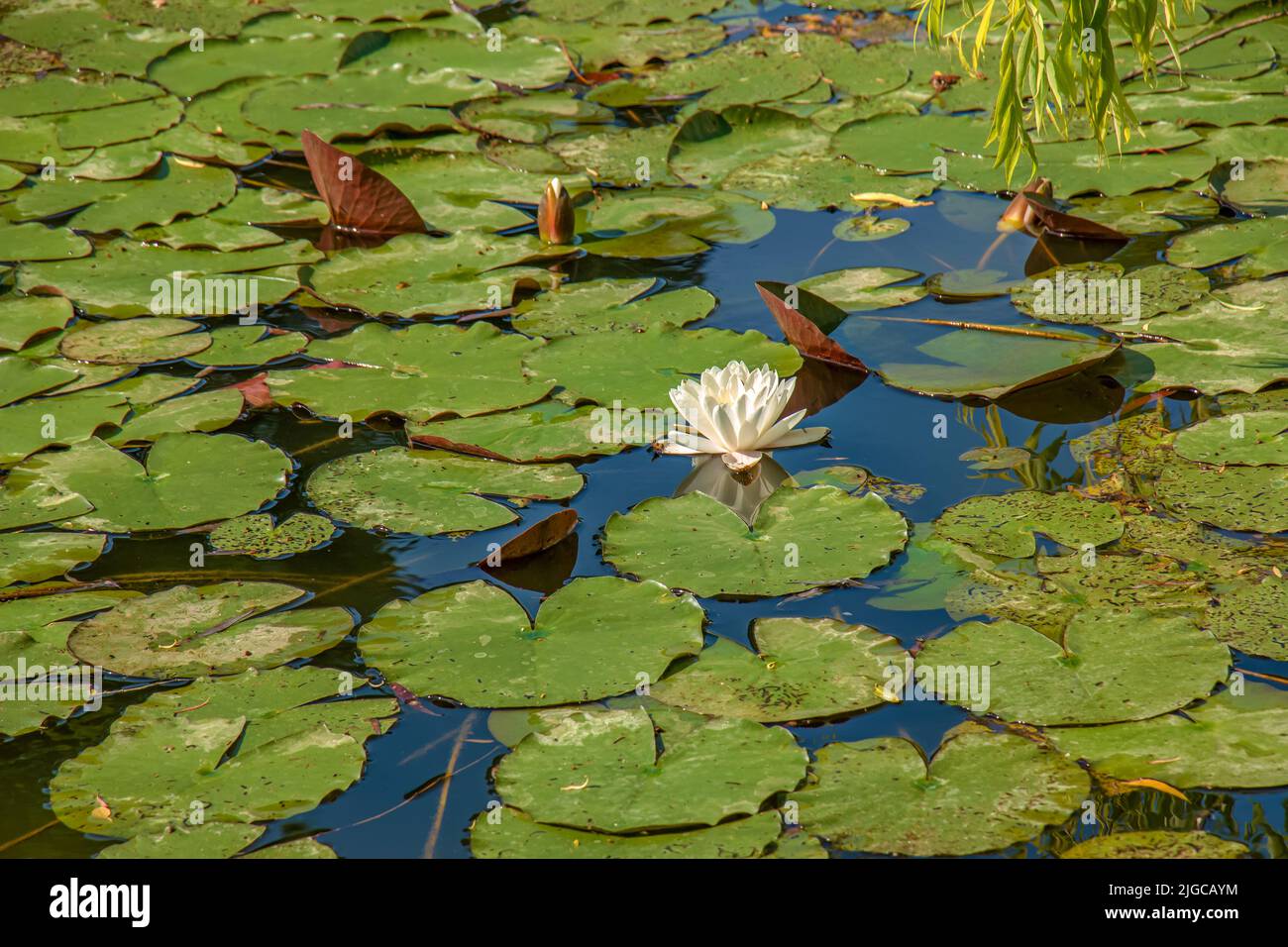 Blooming white lilies and lotuses on the surface of the pond Stock ...