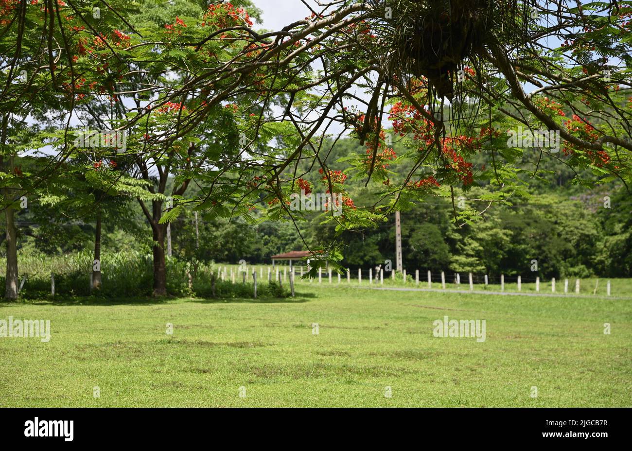 Natural tropical landscape with flamboyant trees in Viñales a province ...