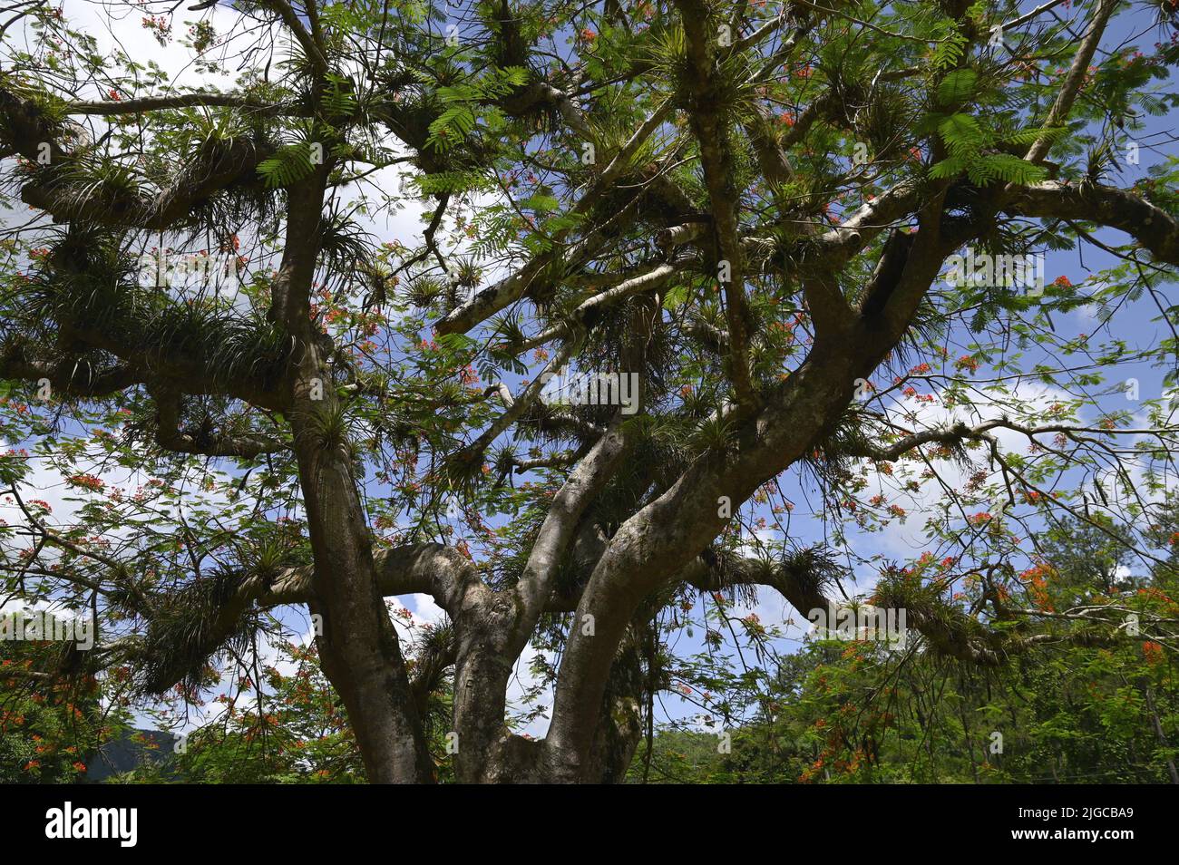 Delonix regia or Royal Poinciana the Cuban flamboyant flaming tree in ...