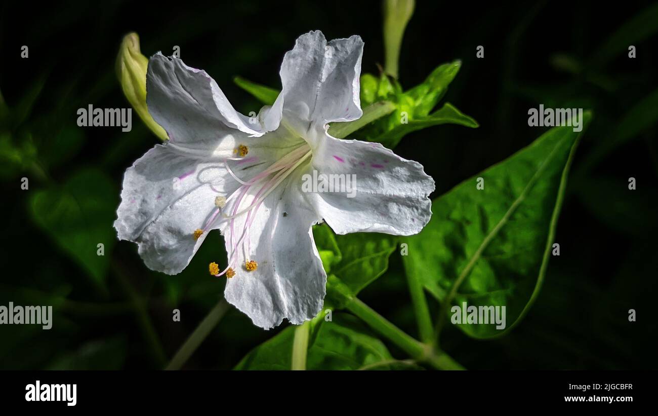 Peru mirabilis hi-res stock photography and images - Alamy