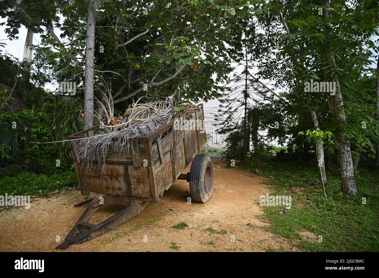 Old vintage farmers carriage with dried tobacco leaves on the grounds ...