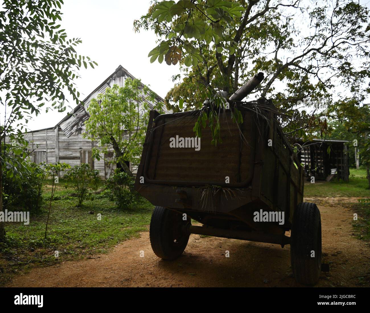 Old vintage farmers carriage with dried tobacco leaves on the grounds ...