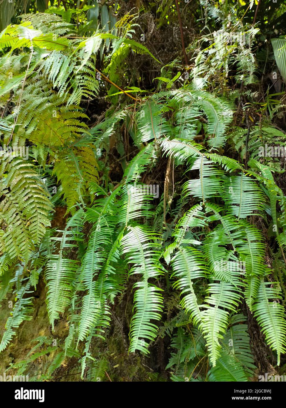 A vertical shot of green False staghorn ferns grown in the forest Stock ...