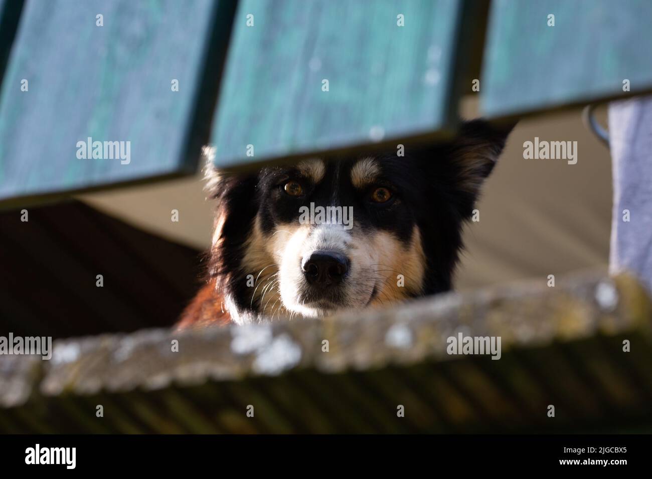 A cute dog peeking through gap between woods at the sunlight Stock ...