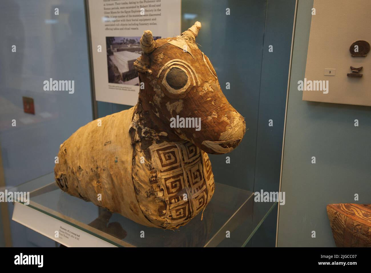 mummified bull at the British museum Stock Photo - Alamy