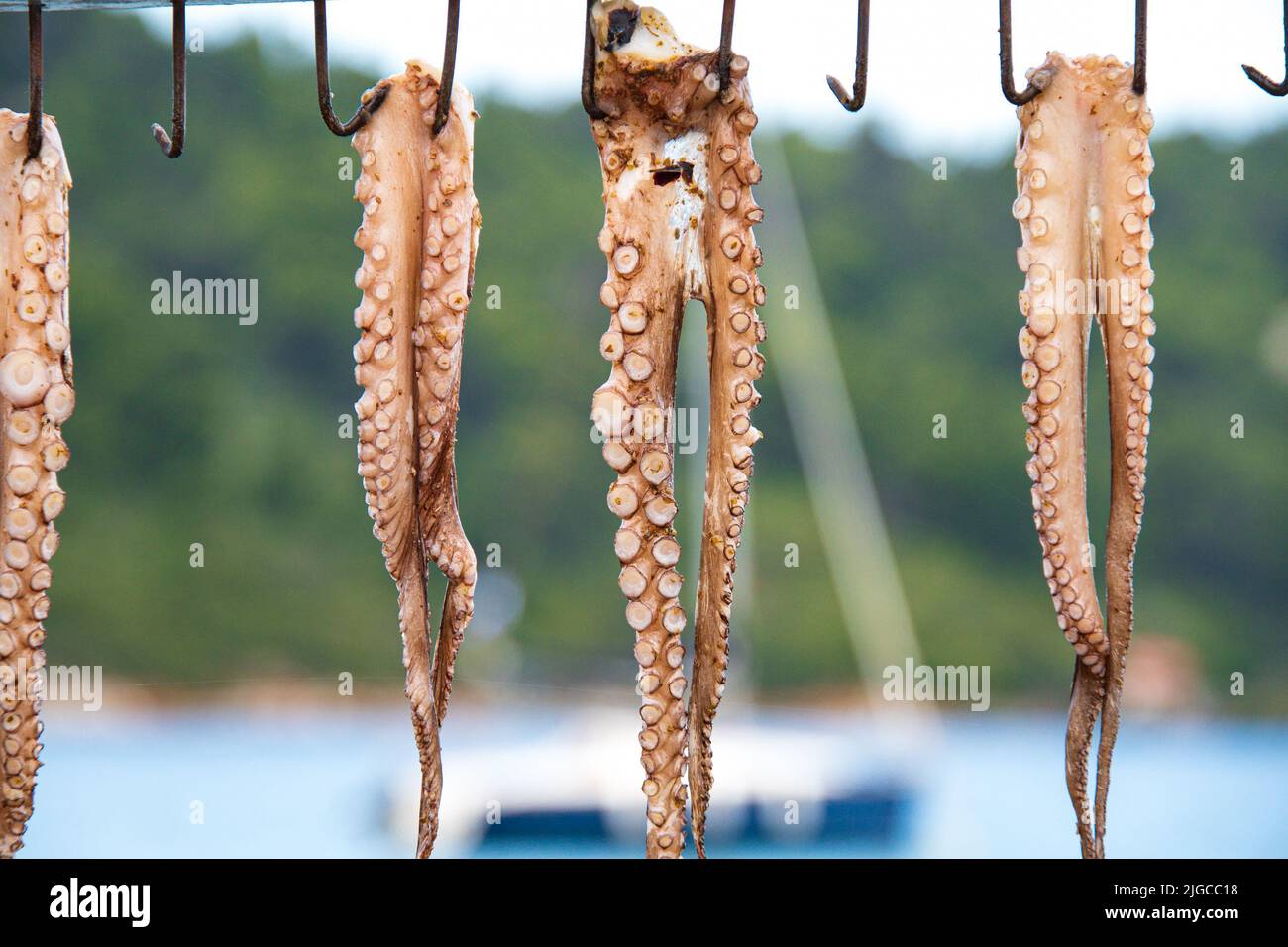 Scenic view of octopus dried under the sun of the Greek islands Stock ...