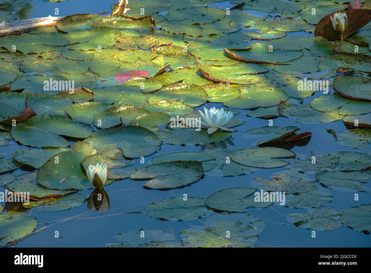 Blooming white lilies and lotuses on the surface of the pond Stock ...