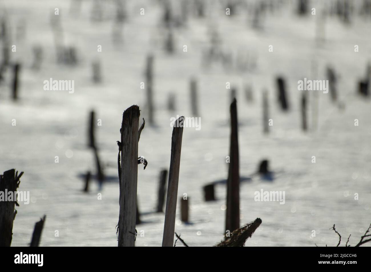 Dry plants and snow. Details of nature in winter. Mowed weed sticks out ...