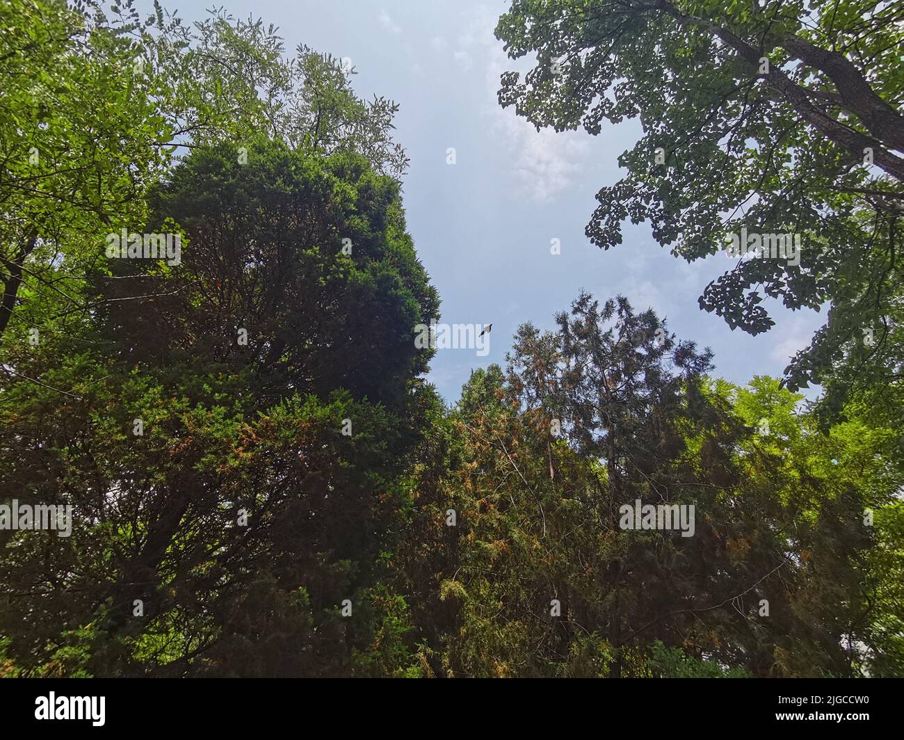 An upward view of trees in a forest with a bird flying across the blue ...