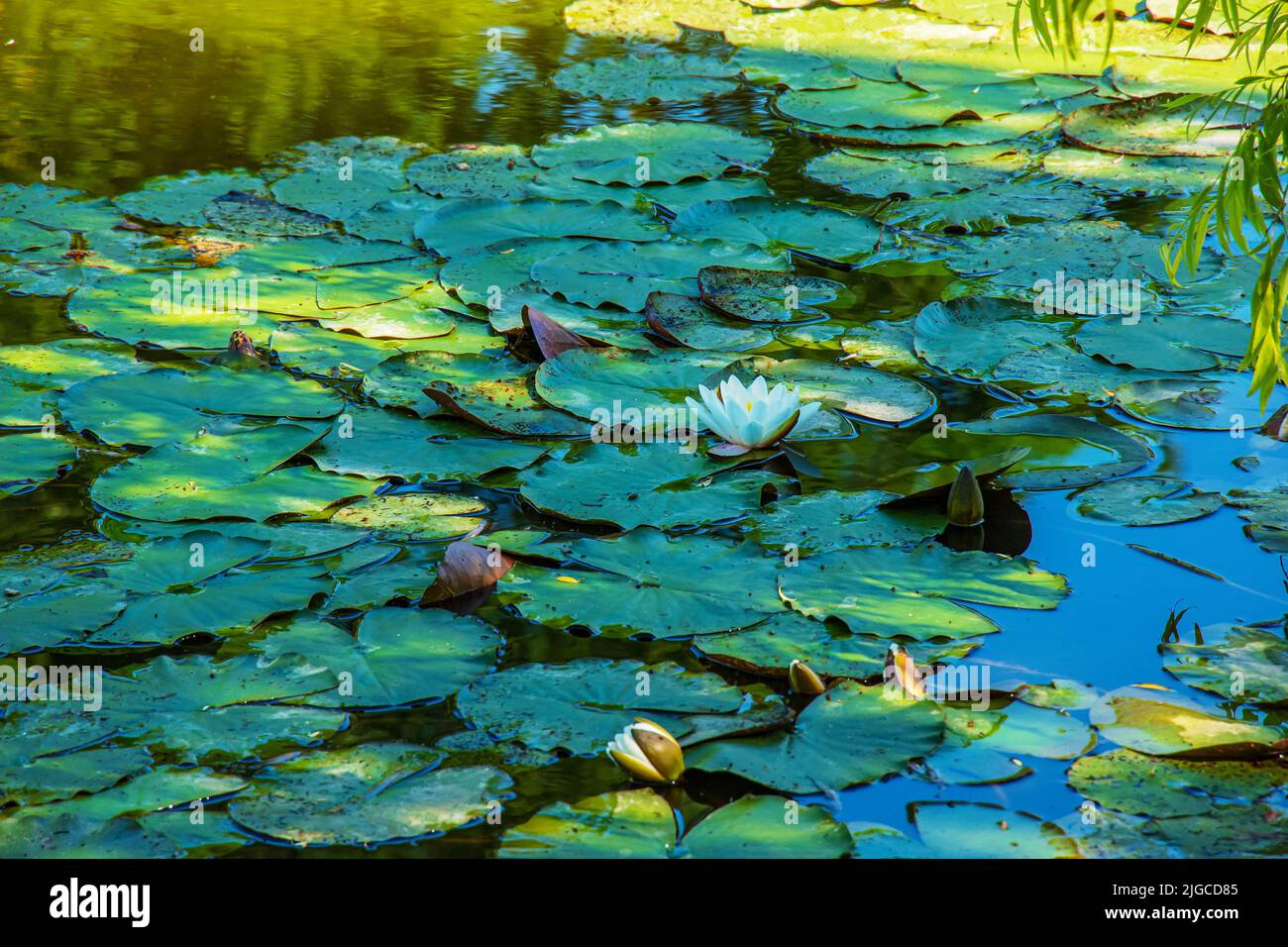 Blooming white lilies and lotuses on the surface of the pond Stock ...