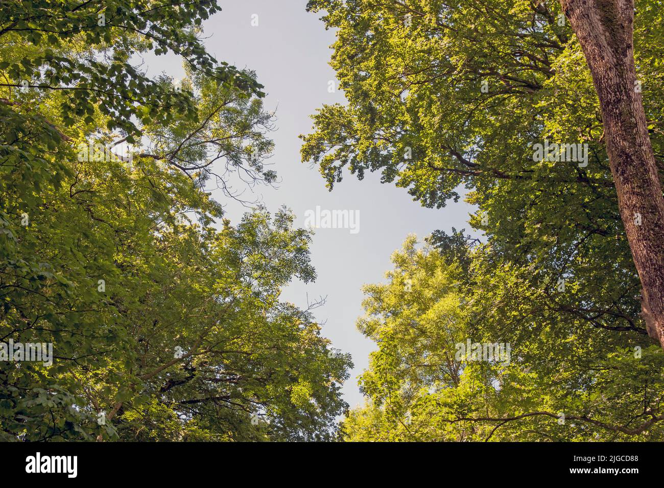 Ash trees showing signs of chalara ash die back in managed ash and ...