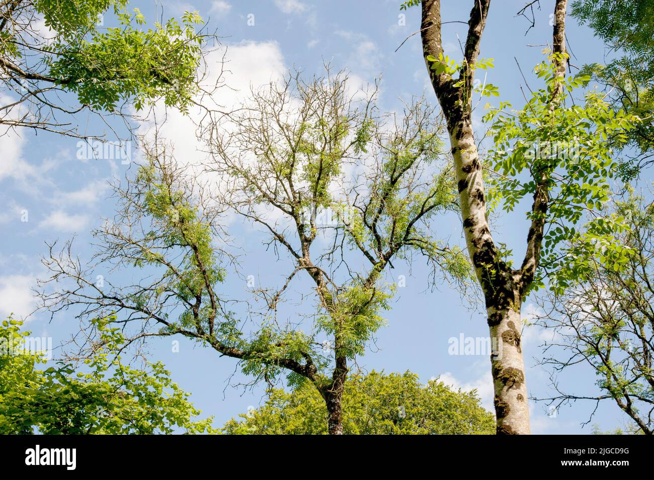 Ash trees showing signs of chalara ash die back in managed ash and beech woodland West Dorset ...