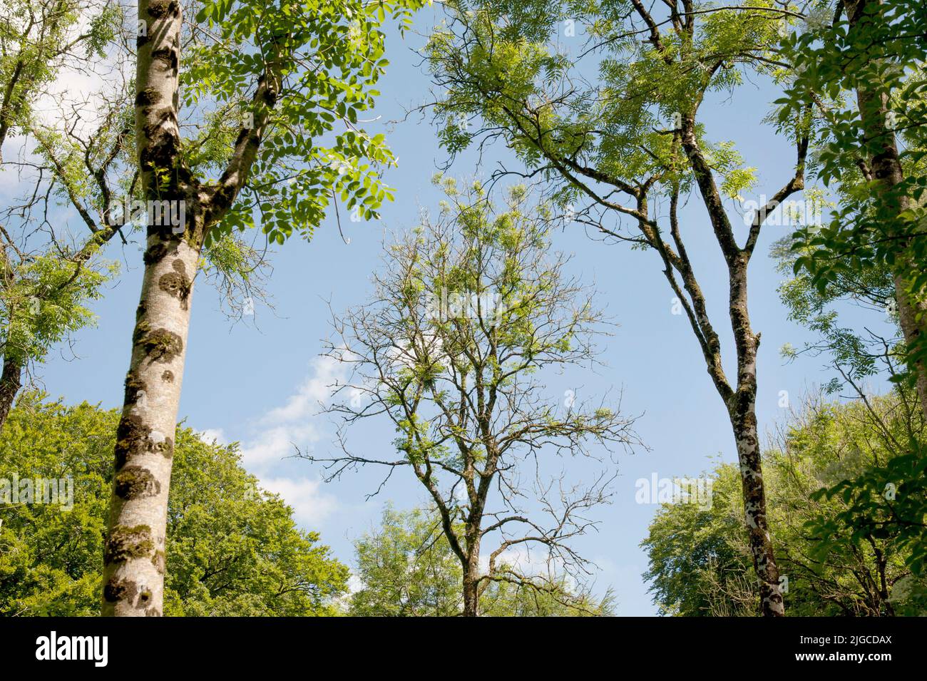 Ash trees showing signs of chalara ash die back in managed ash and beech woodland West Dorset ...