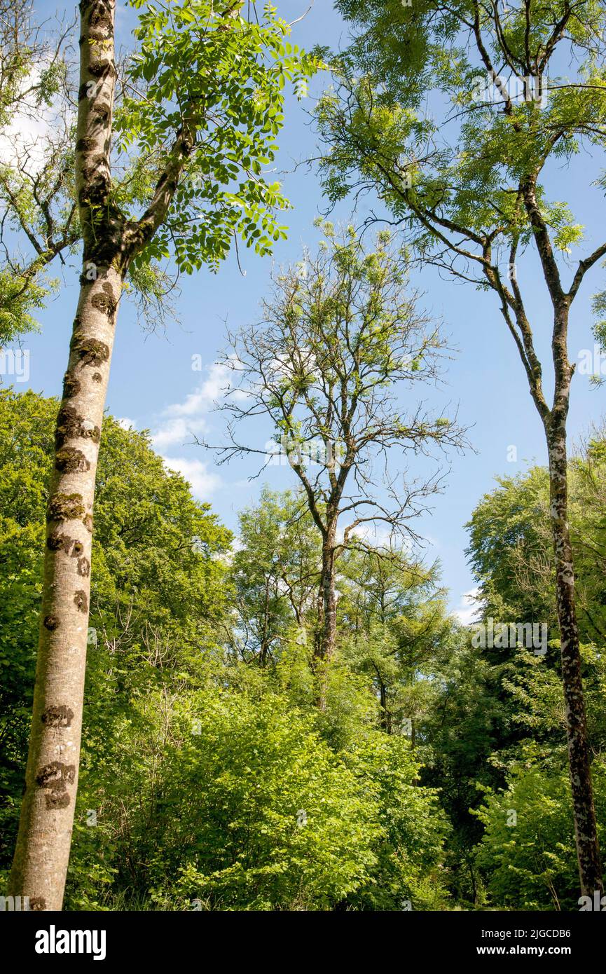 Ash trees showing signs of chalara ash die back in managed ash and ...