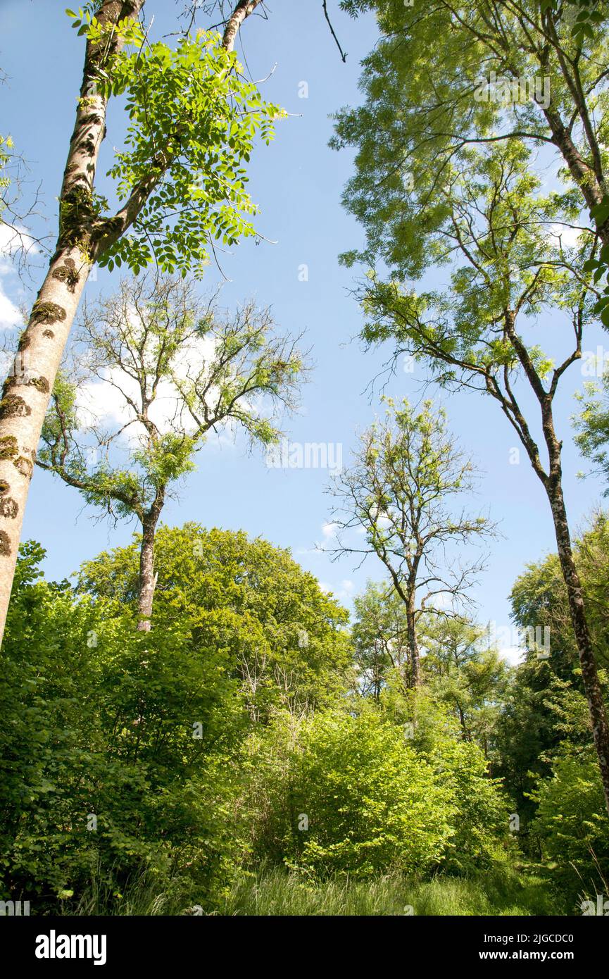 Ash trees showing signs of chalara ash die back in managed ash and ...