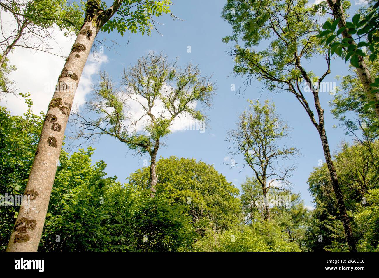 Ash trees showing signs of chalara ash die back in managed ash and ...