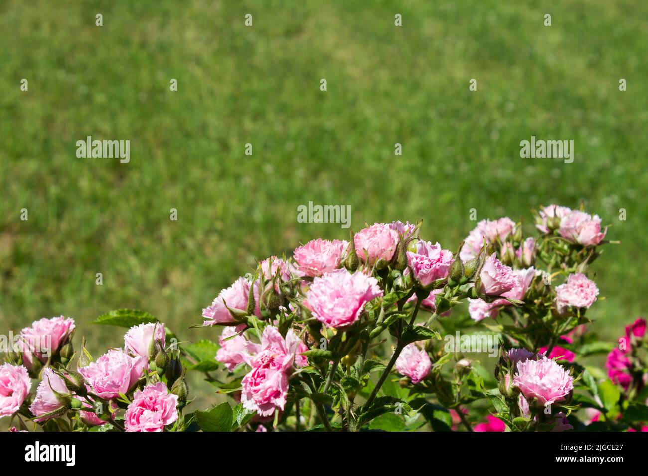 Continuously blooming rose rugosa, groundcover rose, Grothendorst ...