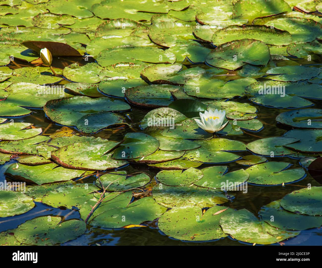Summer pond lotuses natural leaf hi-res stock photography and images ...