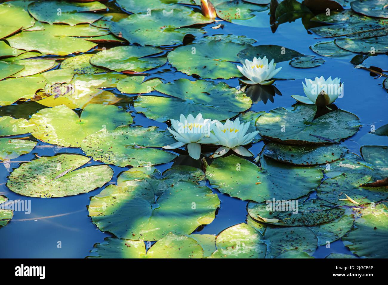 Summer pond lotuses natural leaf hi-res stock photography and images ...