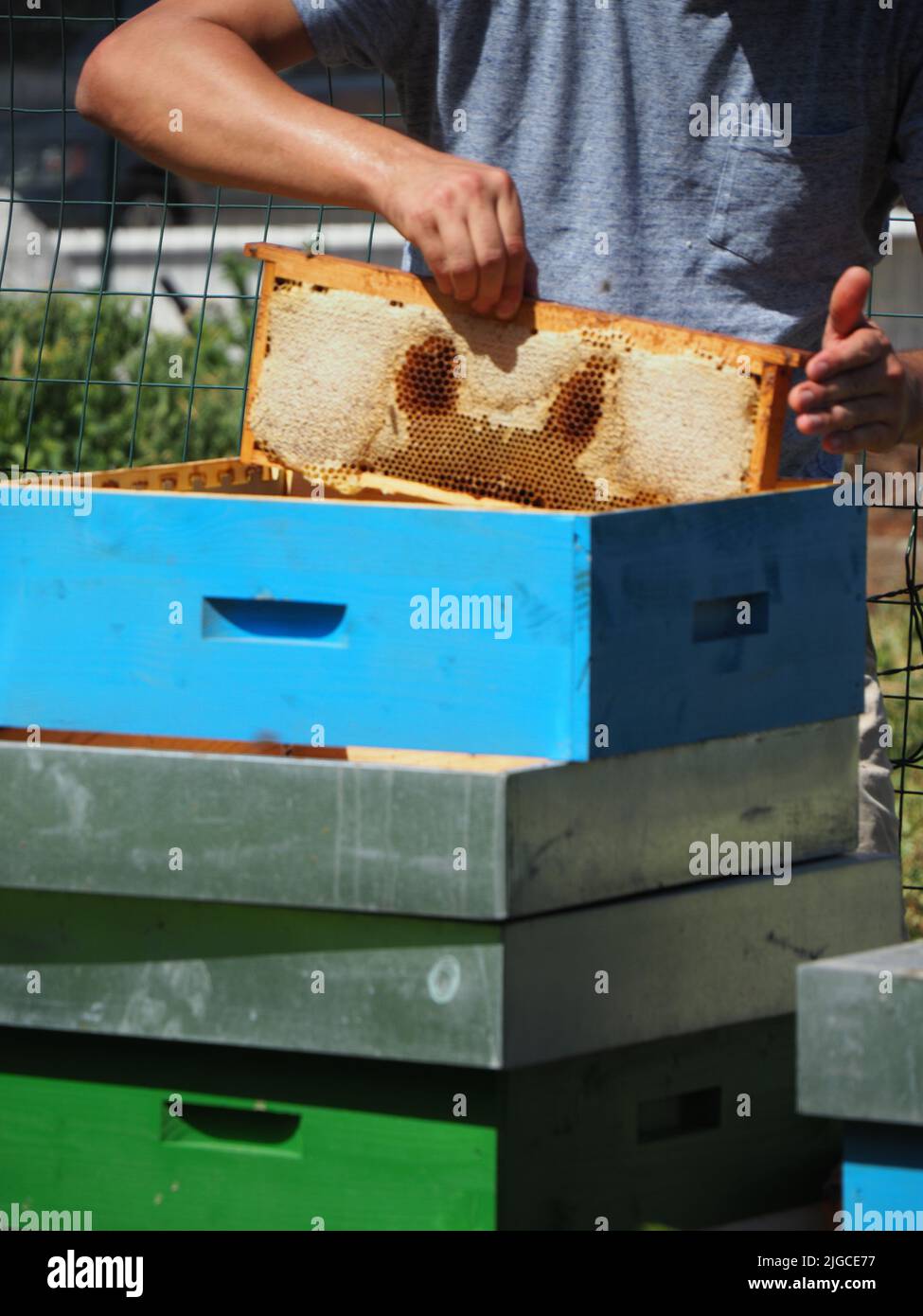 Master bee keeper pulls out a frame with honey from the beehive in the ...