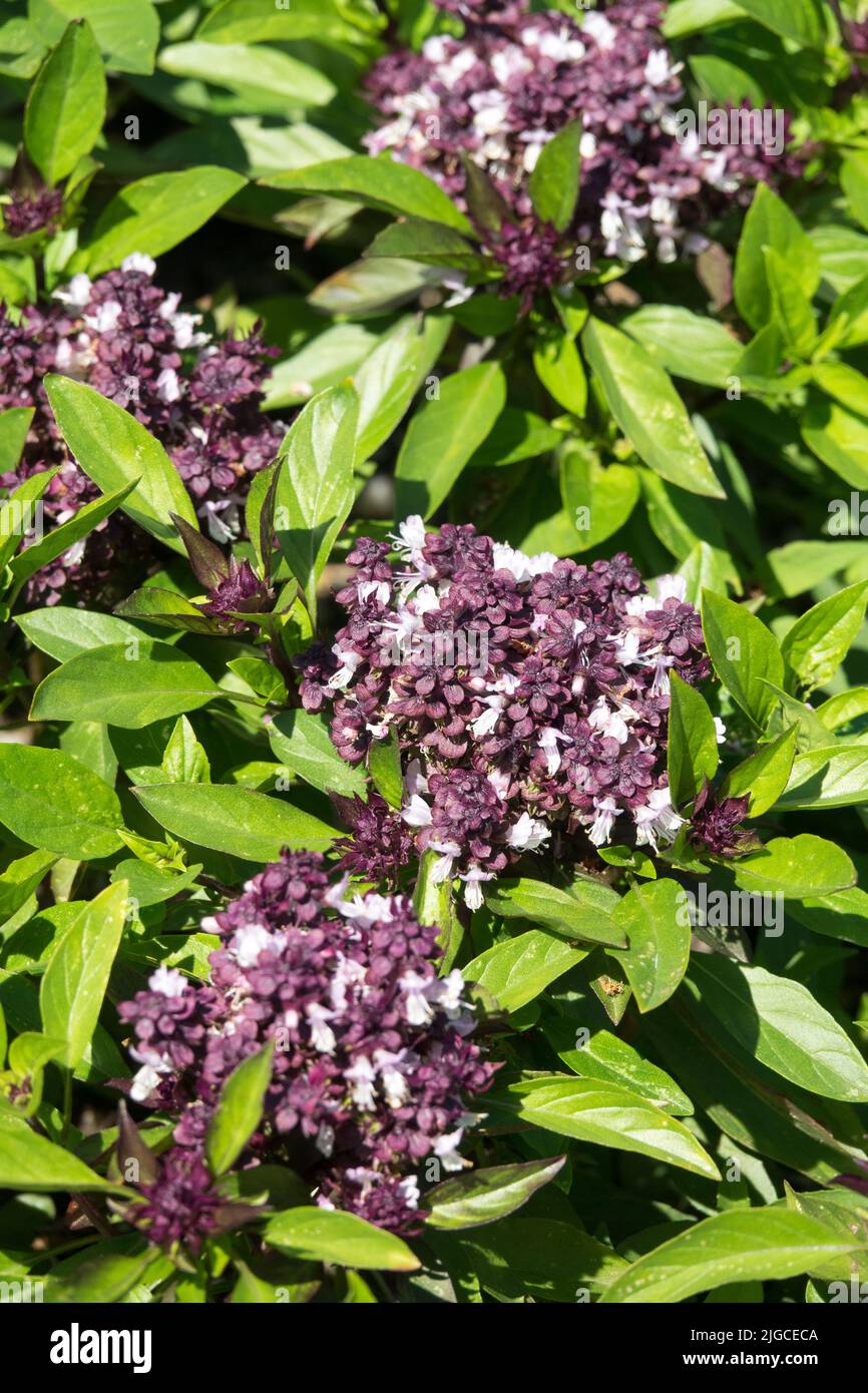 Culinary herbs Garden, Thai Basil, Ocimum "Siam Queen", Culinary, Herbs ...