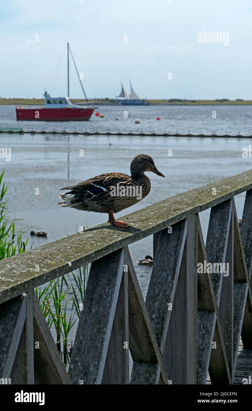 Female mallard duck on a fence with Cardiff Bay and Barrage in the ...