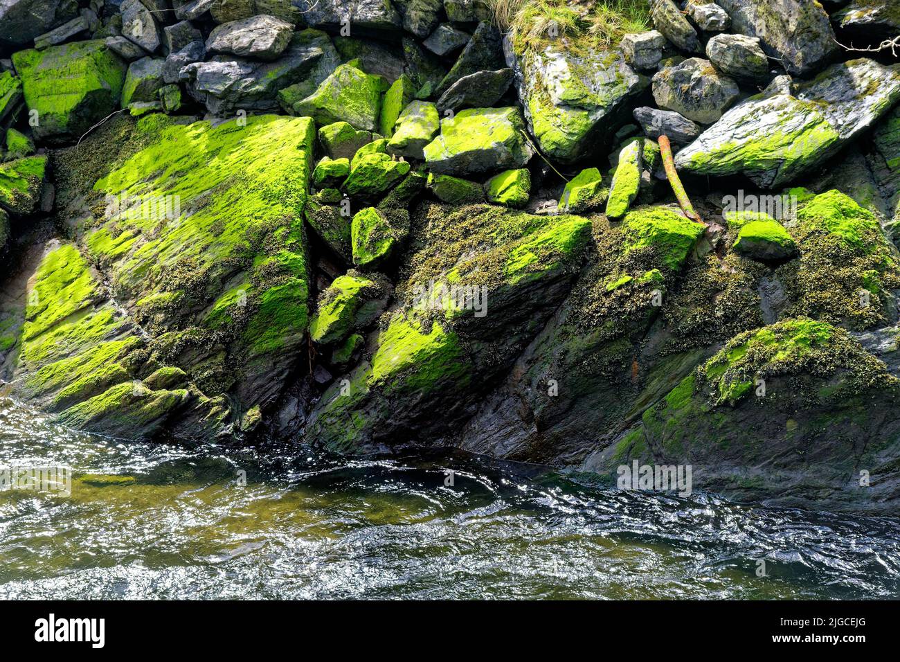 Green Moss on Rocks by a river Stock Photo - Alamy