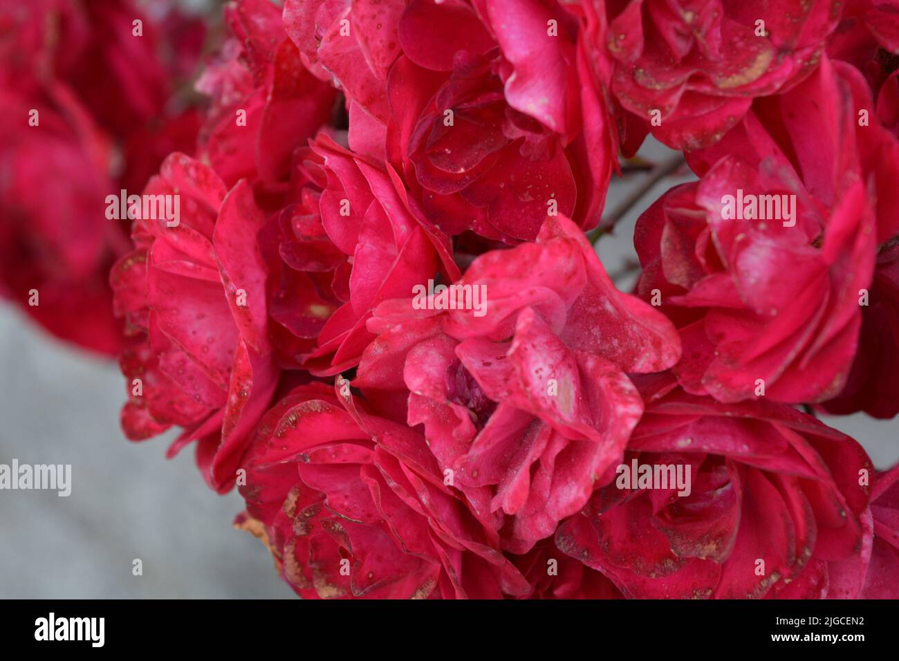 Diseased rose hi-res stock photography and images - Alamy
