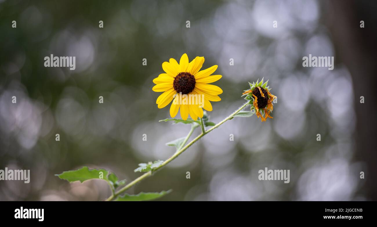 Helianthus paradoxus hi-res stock photography and images - Alamy