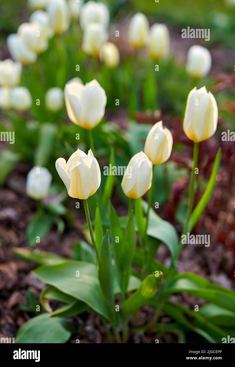 White tulips in my garden. Beautiful white tulips in my garden in early ...