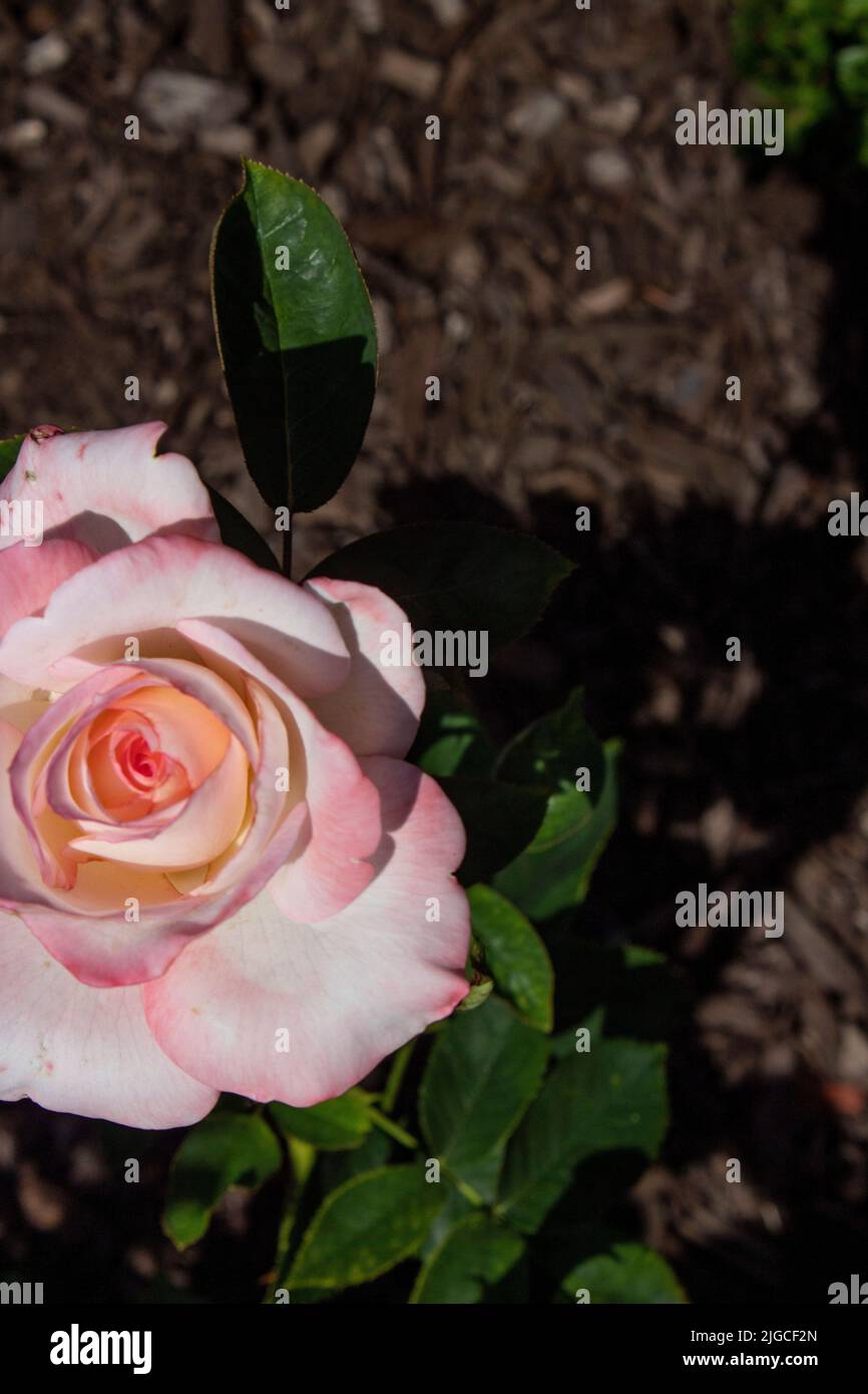 Miniature rose garden hi-res stock photography and images - Alamy