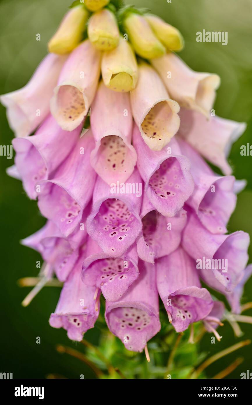 The foxgloves in the garden. Colorful foxgloves - digitalis purpurea ...