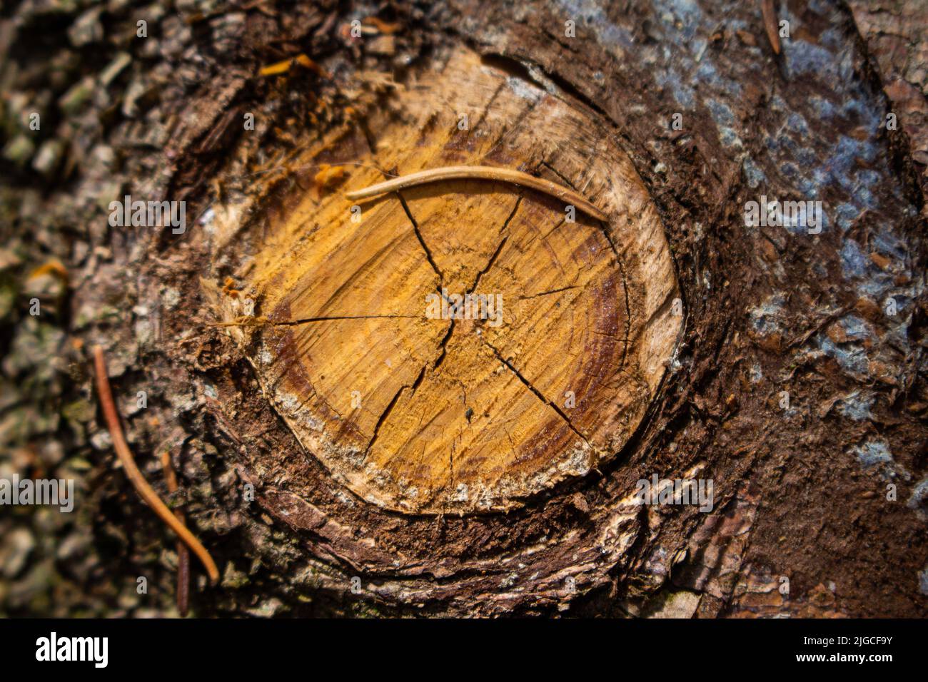A close up shot of a tree that got its branch cut of Stock Photo - Alamy