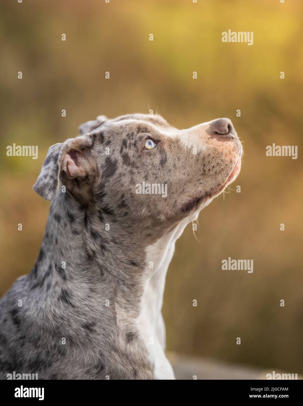 Xl bully dog hi-res stock photography and images - Alamy