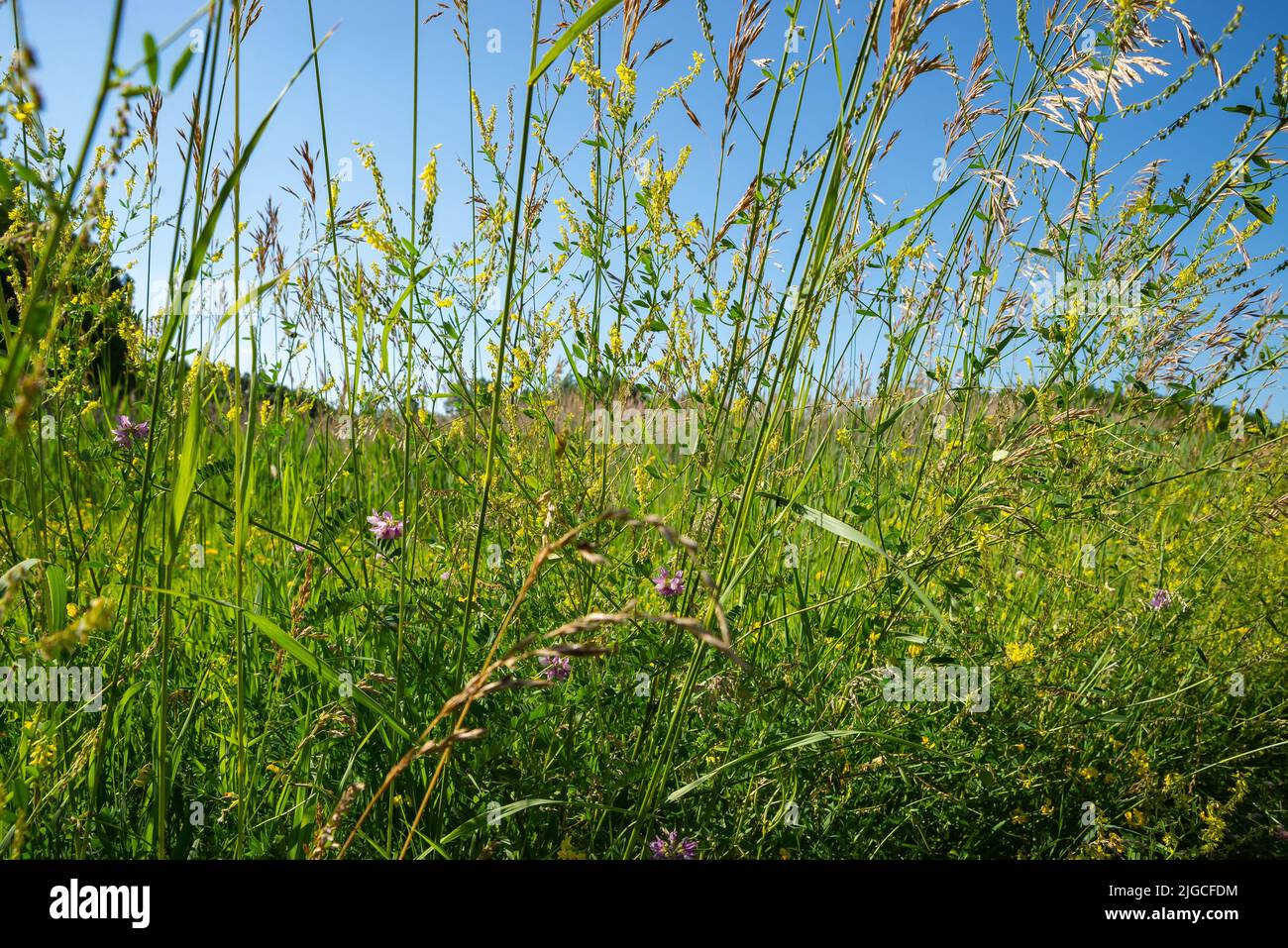 Tallgrass and wildflowers on the prairie in Buffalo Rock State Park ...