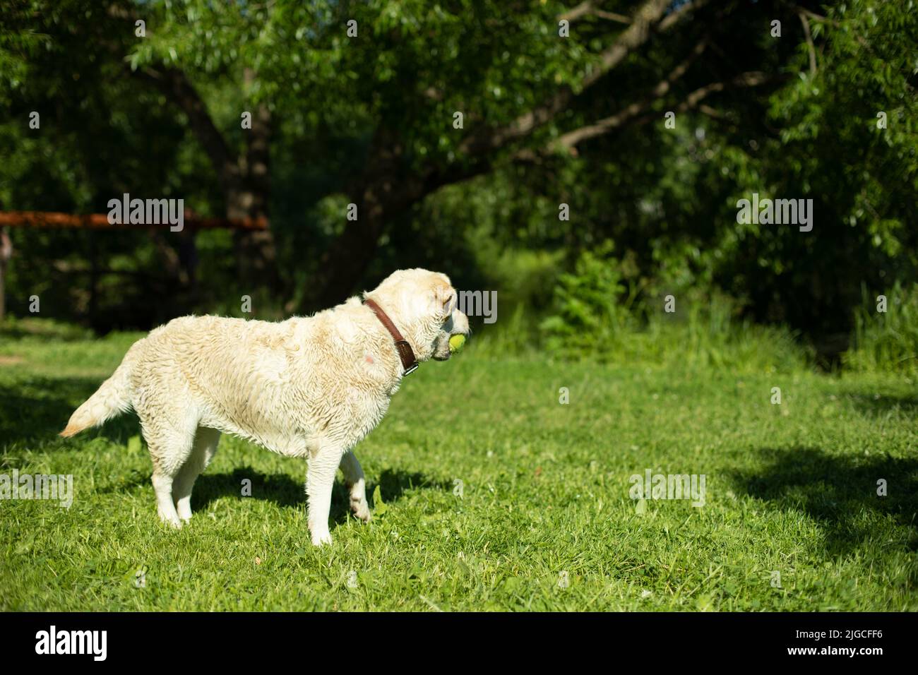 Dog with white coat. Labrador at picnic. Pet in summer in park. We were ...