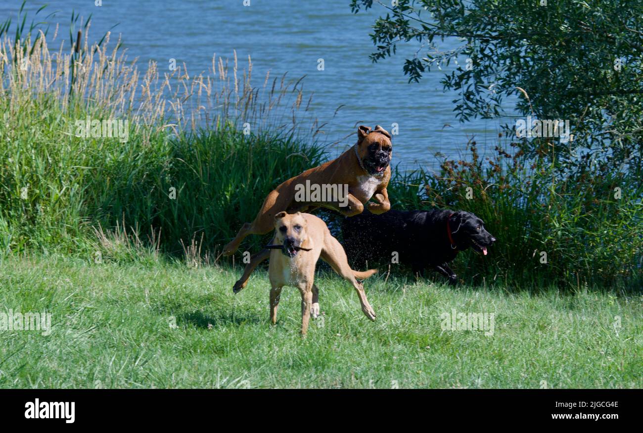 3 mad dogs playing together on a lake in France in summer. A Boxer dog ...