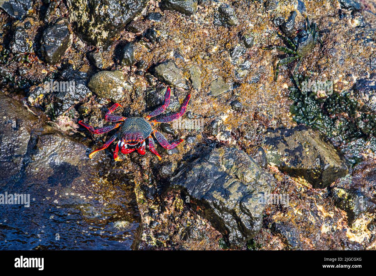 Red crab on black volcanic rock Stock Photo - Alamy