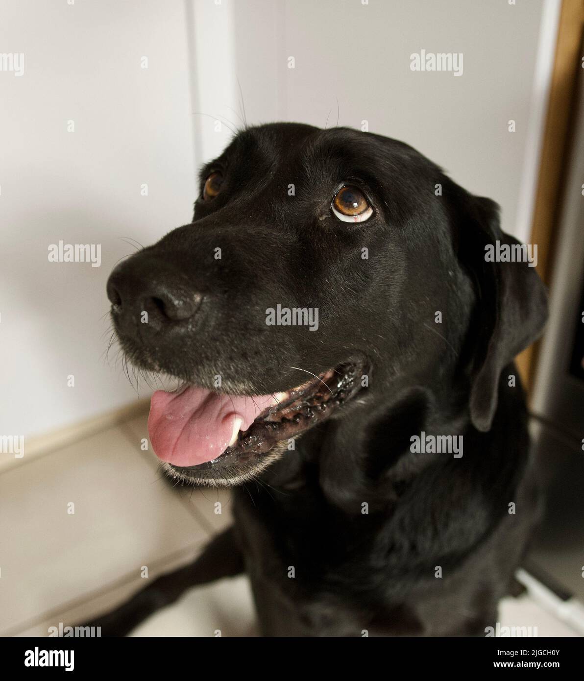Pretty black labrador dog head looking up in a kitchen Stock Photo - Alamy