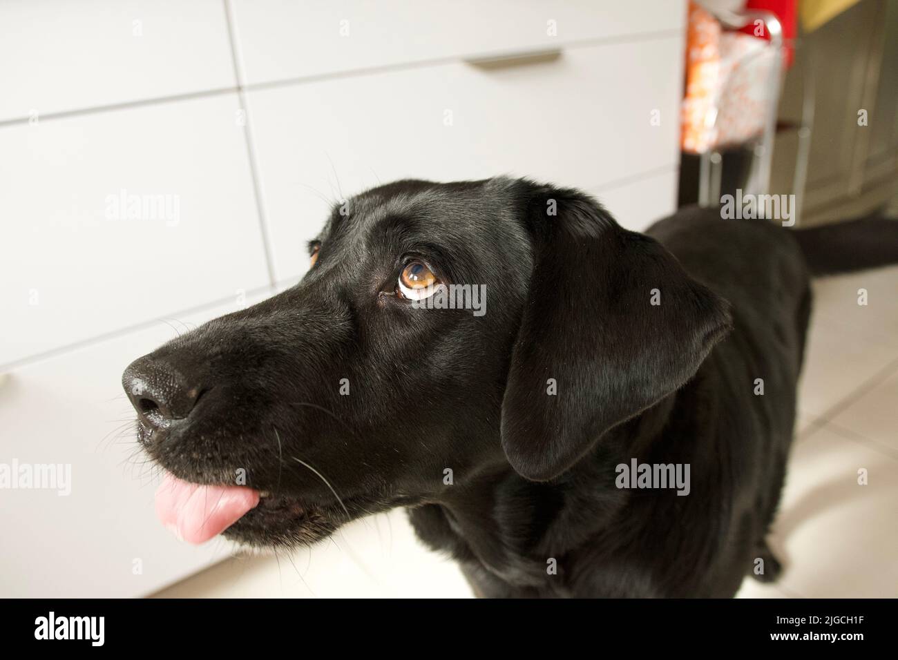 pretty black labrador dog head looking up with a little tongue coming ...