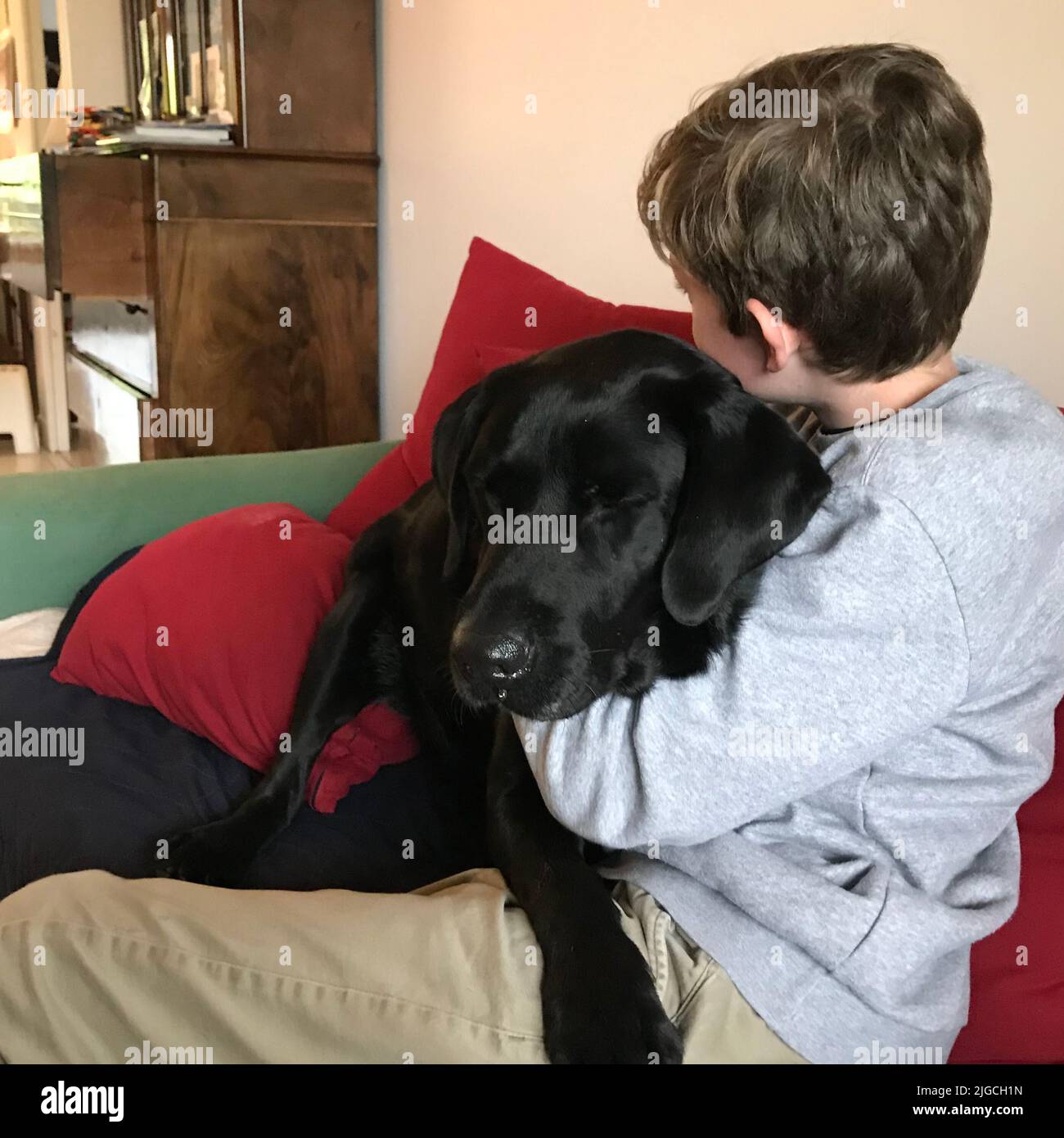 cute labrador retriever dog having a hug with his young boy in a sofa ...