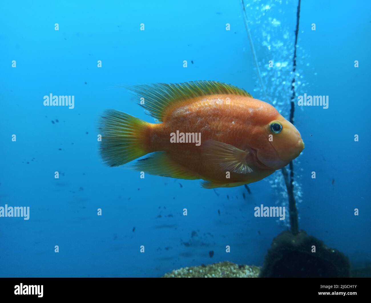 close up Picture of Gold colored fish in aquarium in India Stock Photo ...