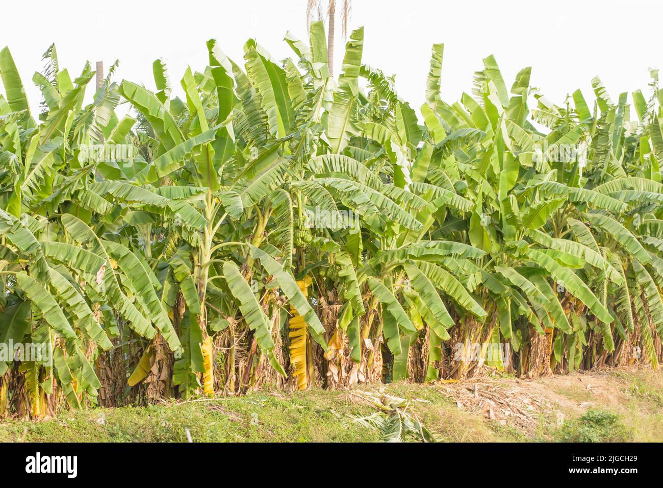 The green view of banana trees on a row in the garden - beautiful ...