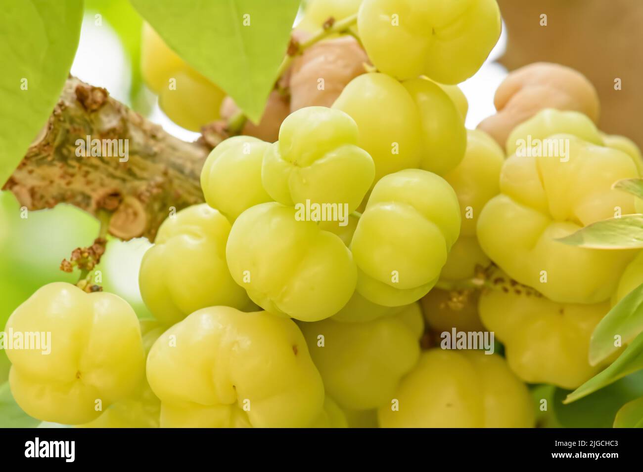 The close-up view of the Star gooseberries on a tree - tropical fruits ...