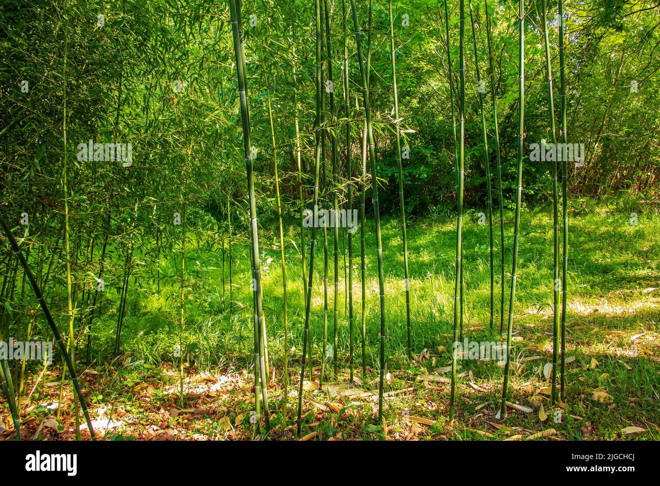 Bamboo tree landscape in the rainforest. Background of green trunks and ...