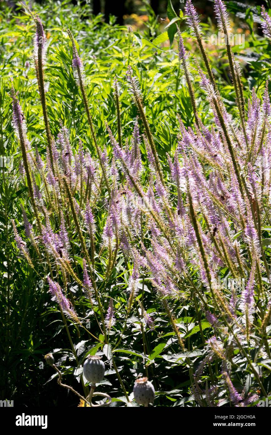 Culvers Root, Veronicastrum virginicum "Adoration", Spike, Flowers ...