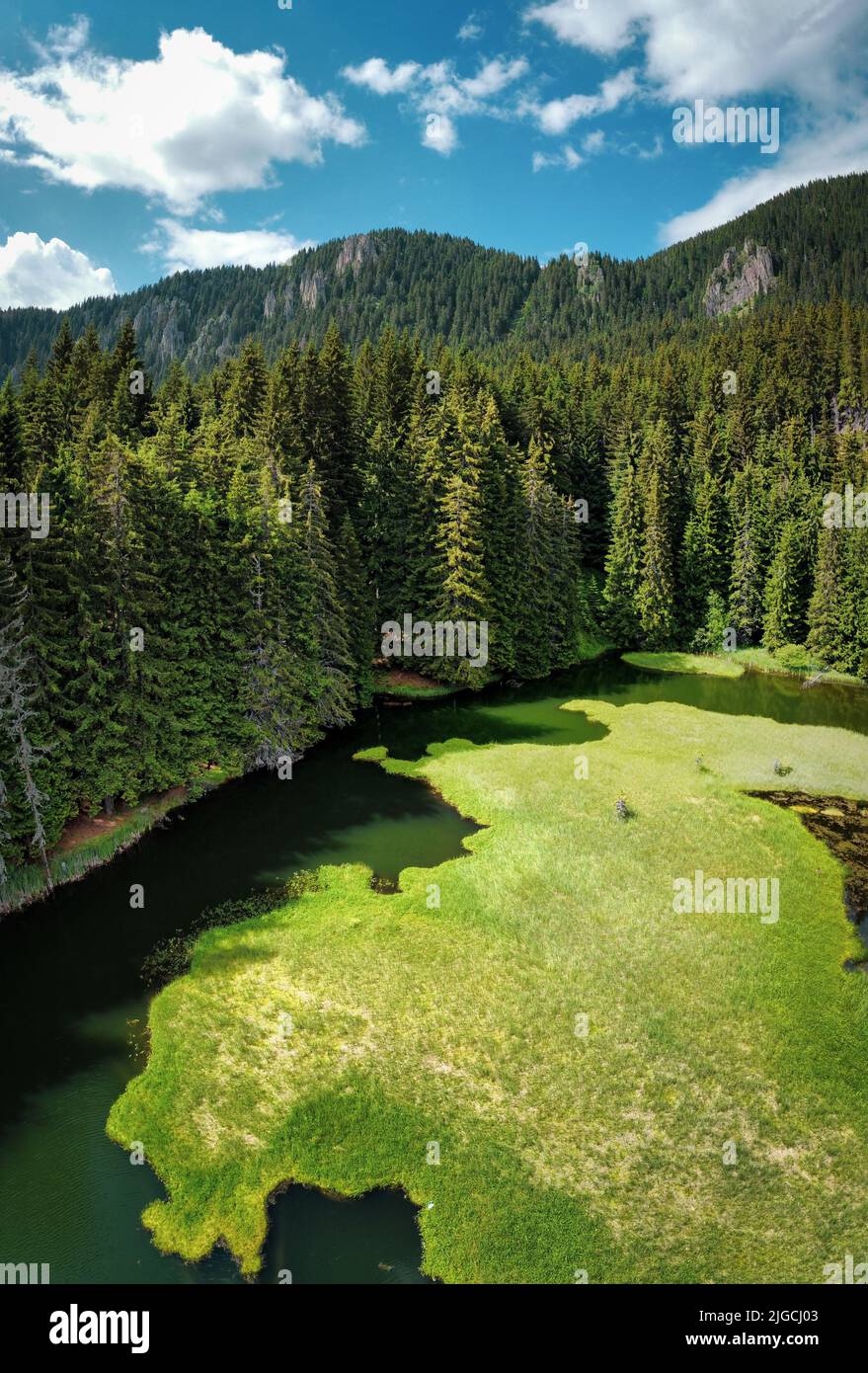 An aerial view of a small lake in a forest with coniferous trees ...