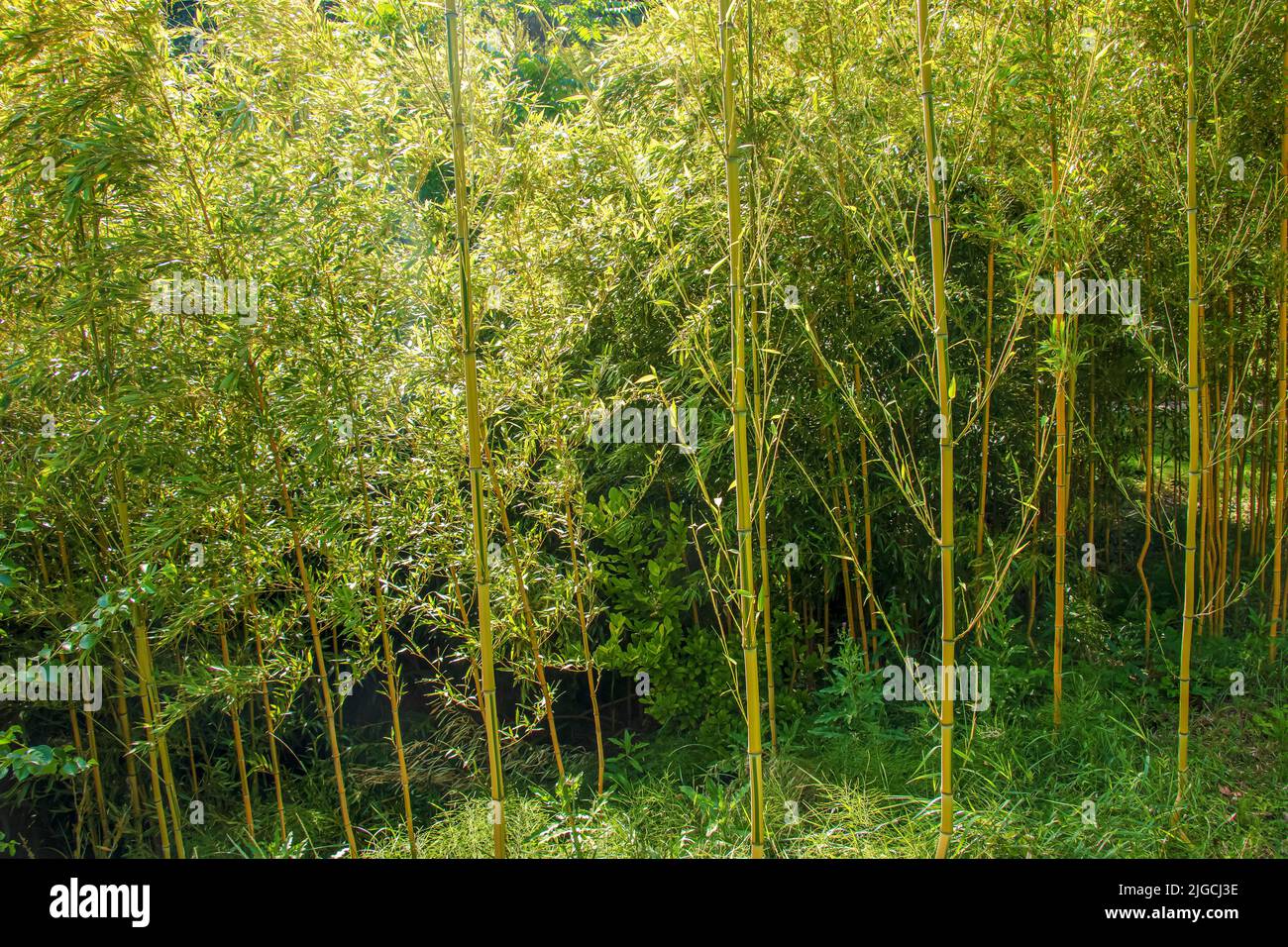 Bamboo tree landscape in the rainforest. Background of green trunks and ...